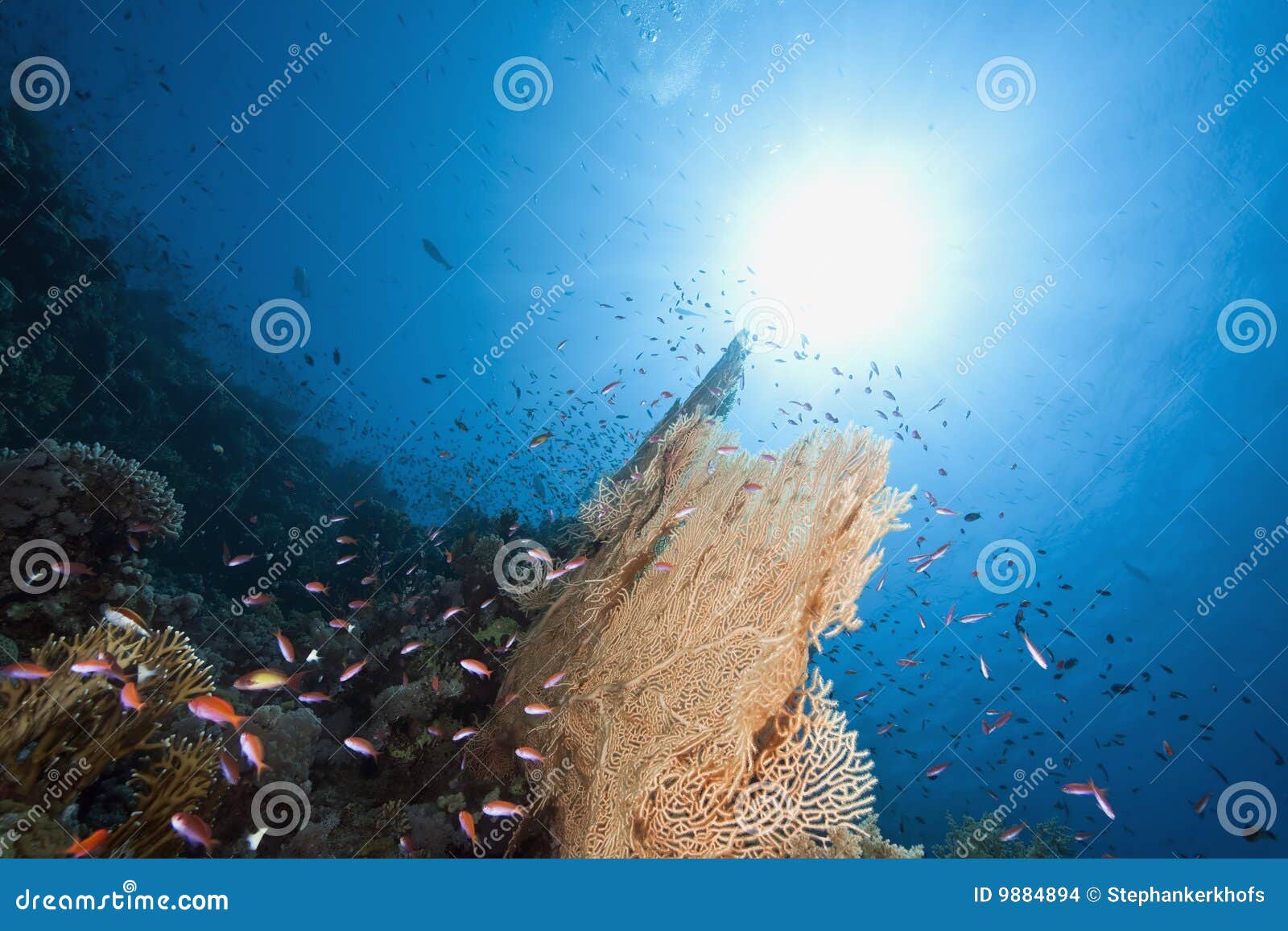 Ocean, sun and fish stock photo. Image of tropical, sunlight - 9884894
