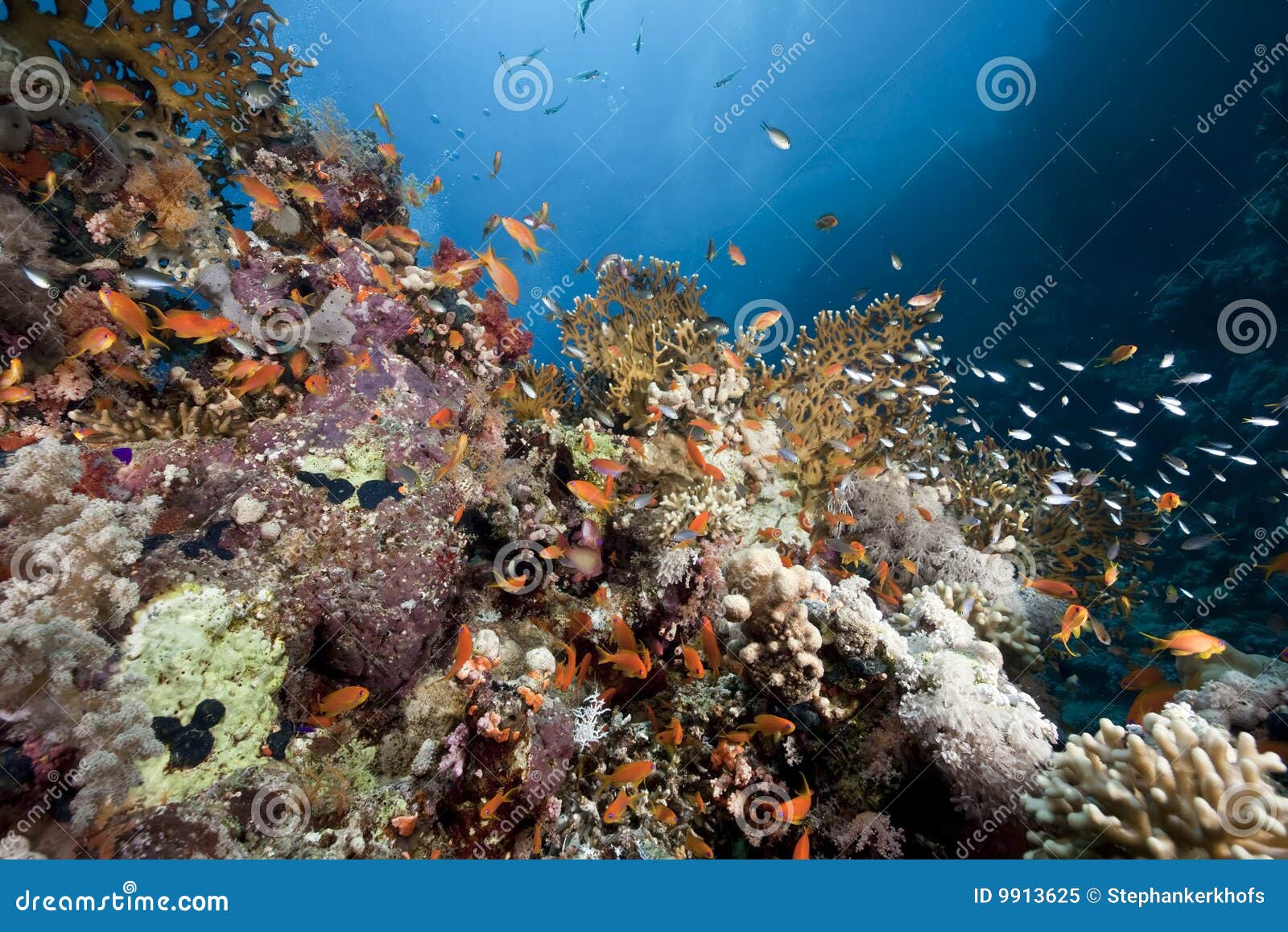 Ocean, sun and fish stock image. Image of blue, nature - 9913625