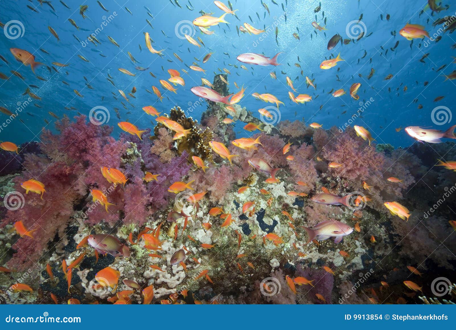 Ocean, sun and fish stock photo. Image of bright, soft - 9913854