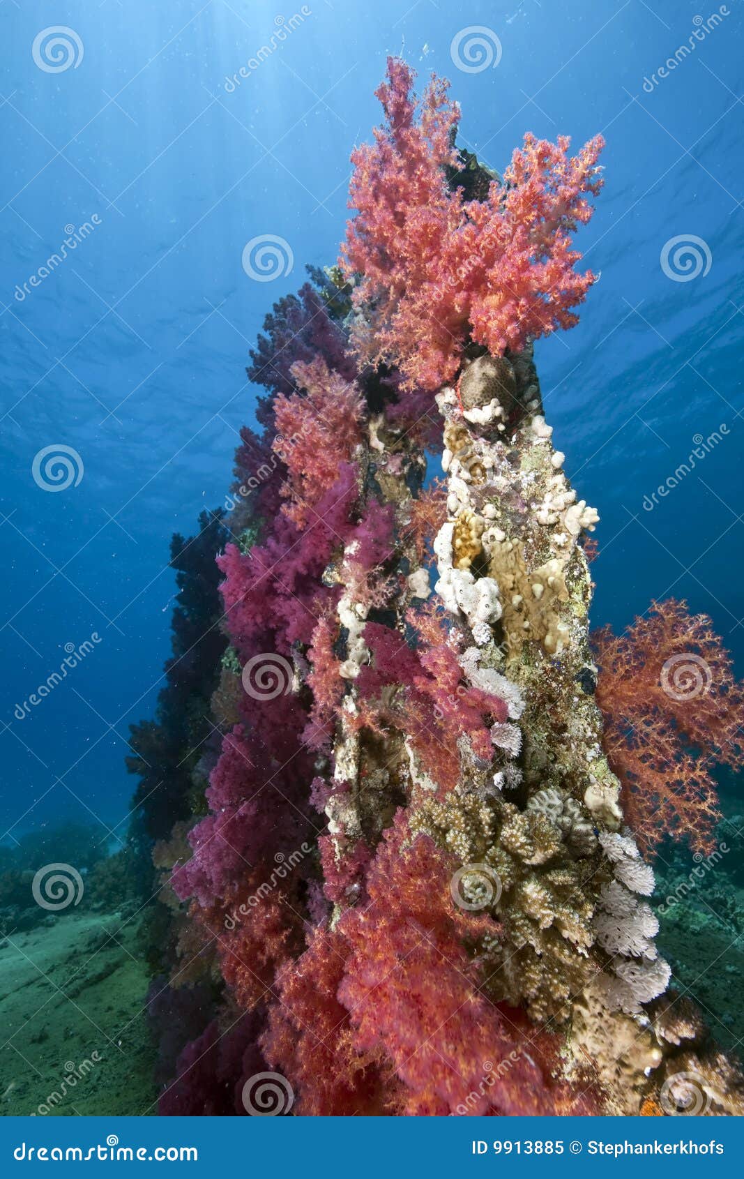 Ocean, sun and fish stock image. Image of nature, hard - 9913885