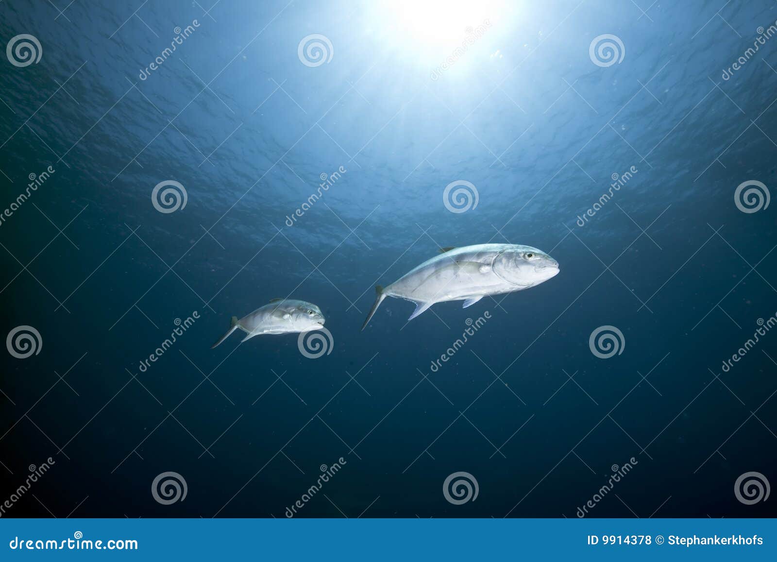 Ocean, sun and fish stock photo. Image of aquatic, animal - 9914378