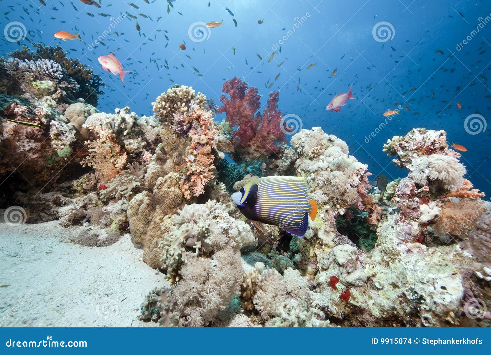 Ocean, sun and fish stock photo. Image of exotic, ripple - 9915074