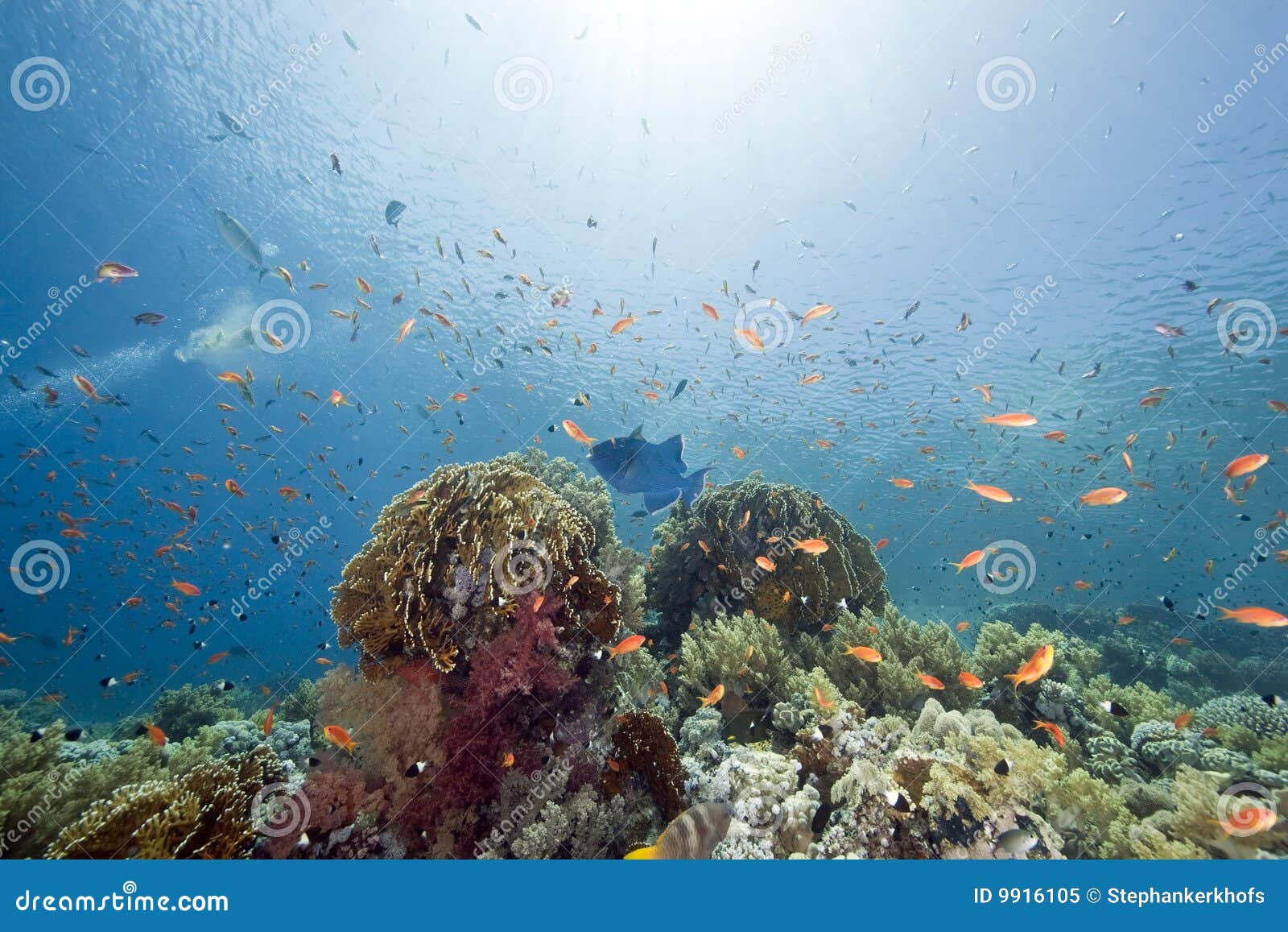 Ocean, sun and fish stock image. Image of blue, ripple - 9916105