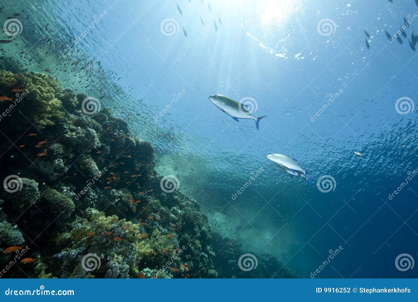 Ocean, sun and fish stock photo. Image of bright, blue - 9916252