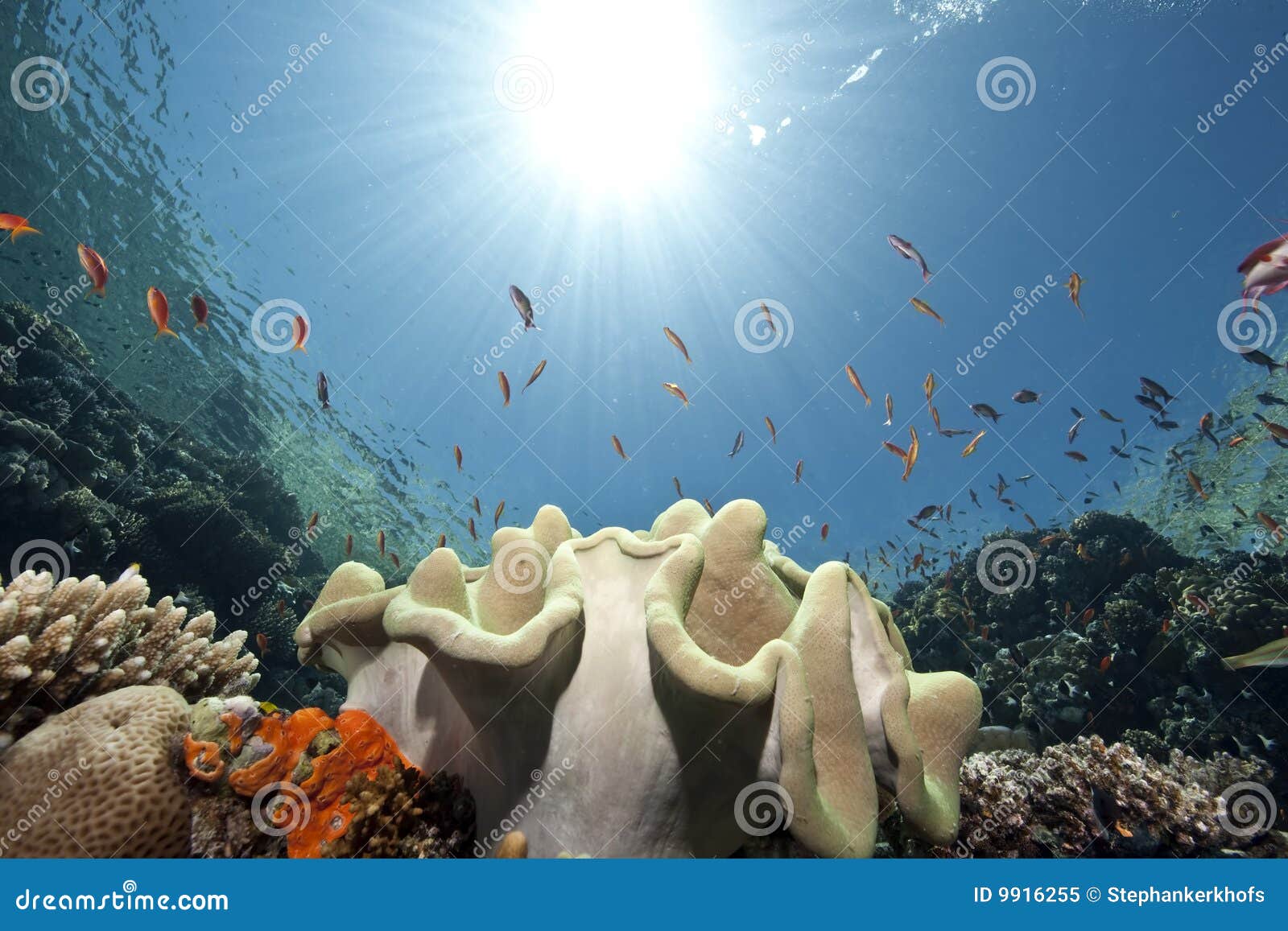 Ocean, sun and fish stock image. Image of white, saltwater - 9916255