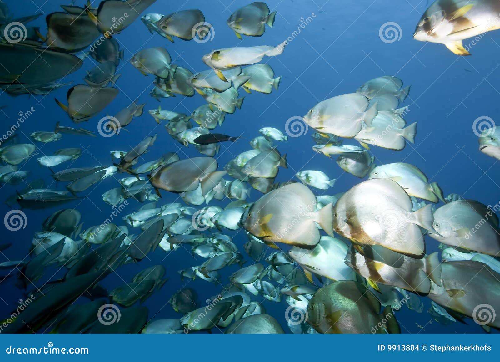 Ocean, Sun and Orbicular Spadefish Stock Photo - Image of ocean, white ...