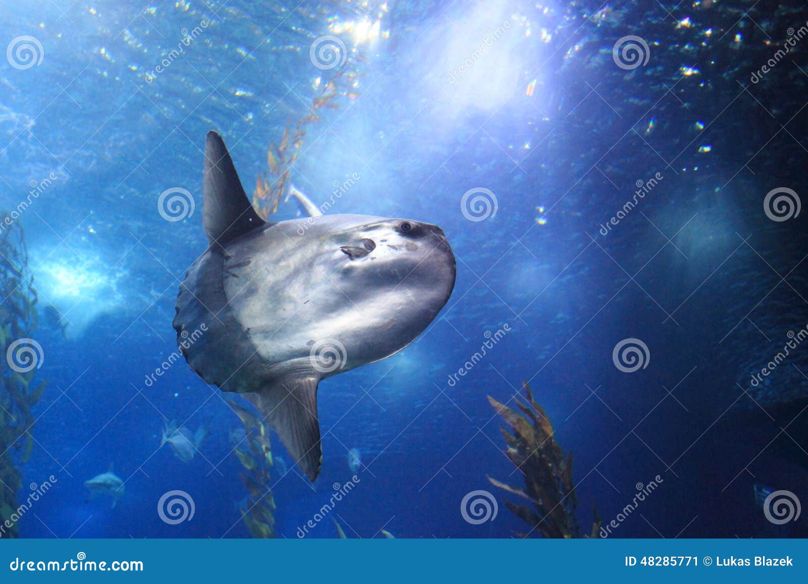 Ocean Sunfish Mola Mola Stock Photo | CartoonDealer.com #144784320