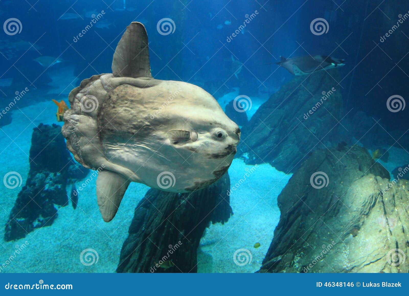 Ocean Sunfish Royalty-Free Stock Photo | CartoonDealer.com #48285771