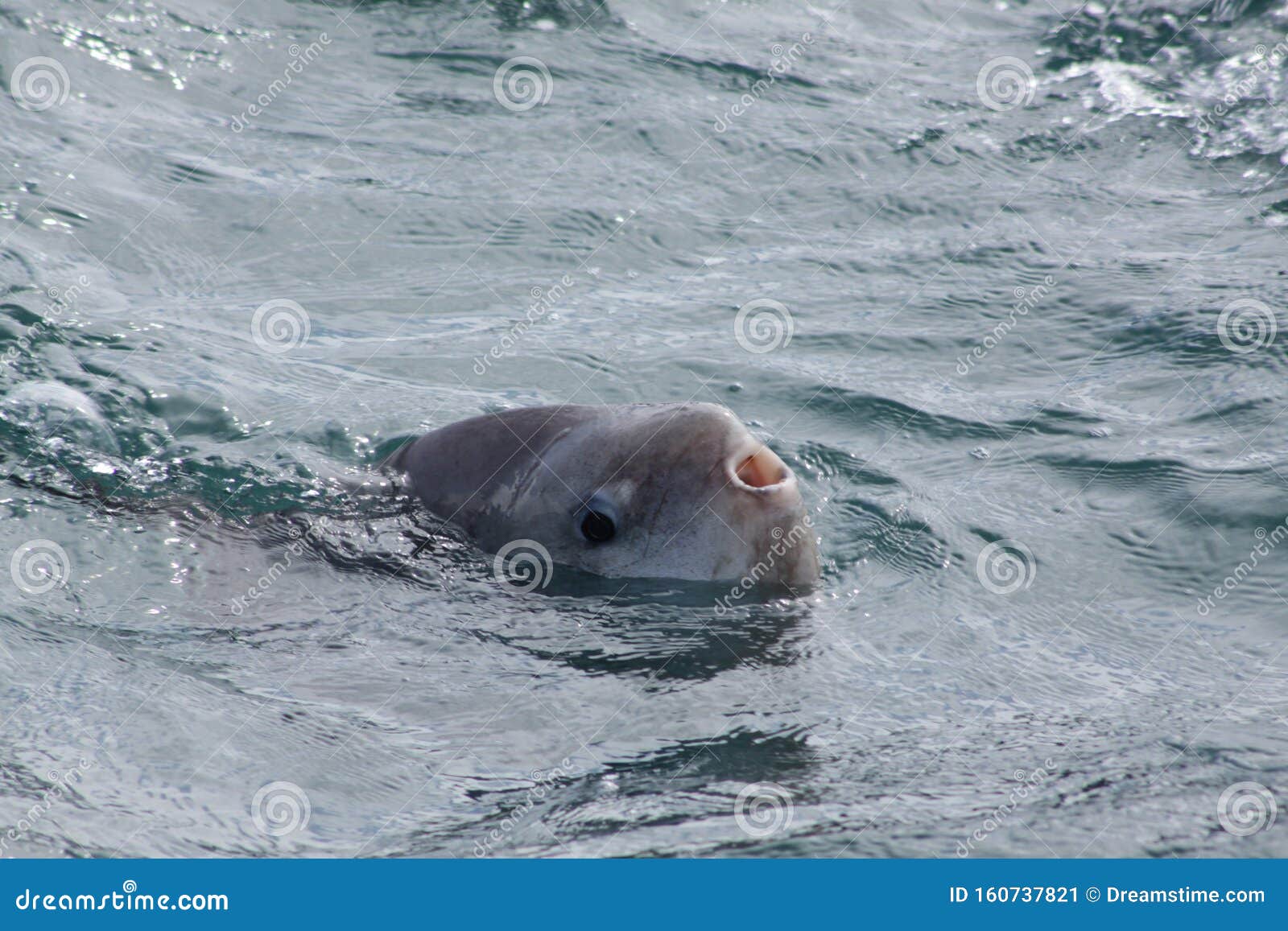 Ocean Sunfish Jumping Out of the Water Stock Image - Image of close ... Ocean Sunfish Jumping Out of the Water Stock Image - Image of close ...