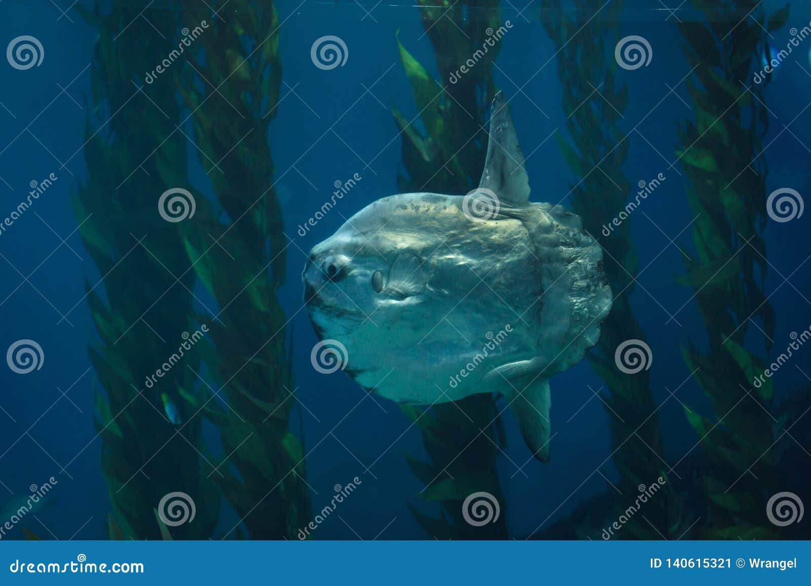 Mola Mola Pacific Sun Fish Royalty-Free Stock Image | CartoonDealer.com ...