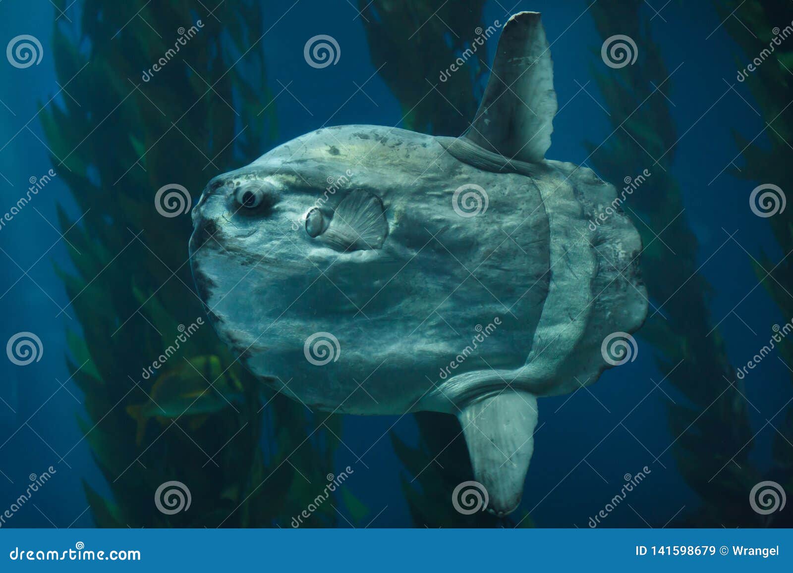 Ocean sunfish Mola mola stock image. Image of atlantic - 141598679