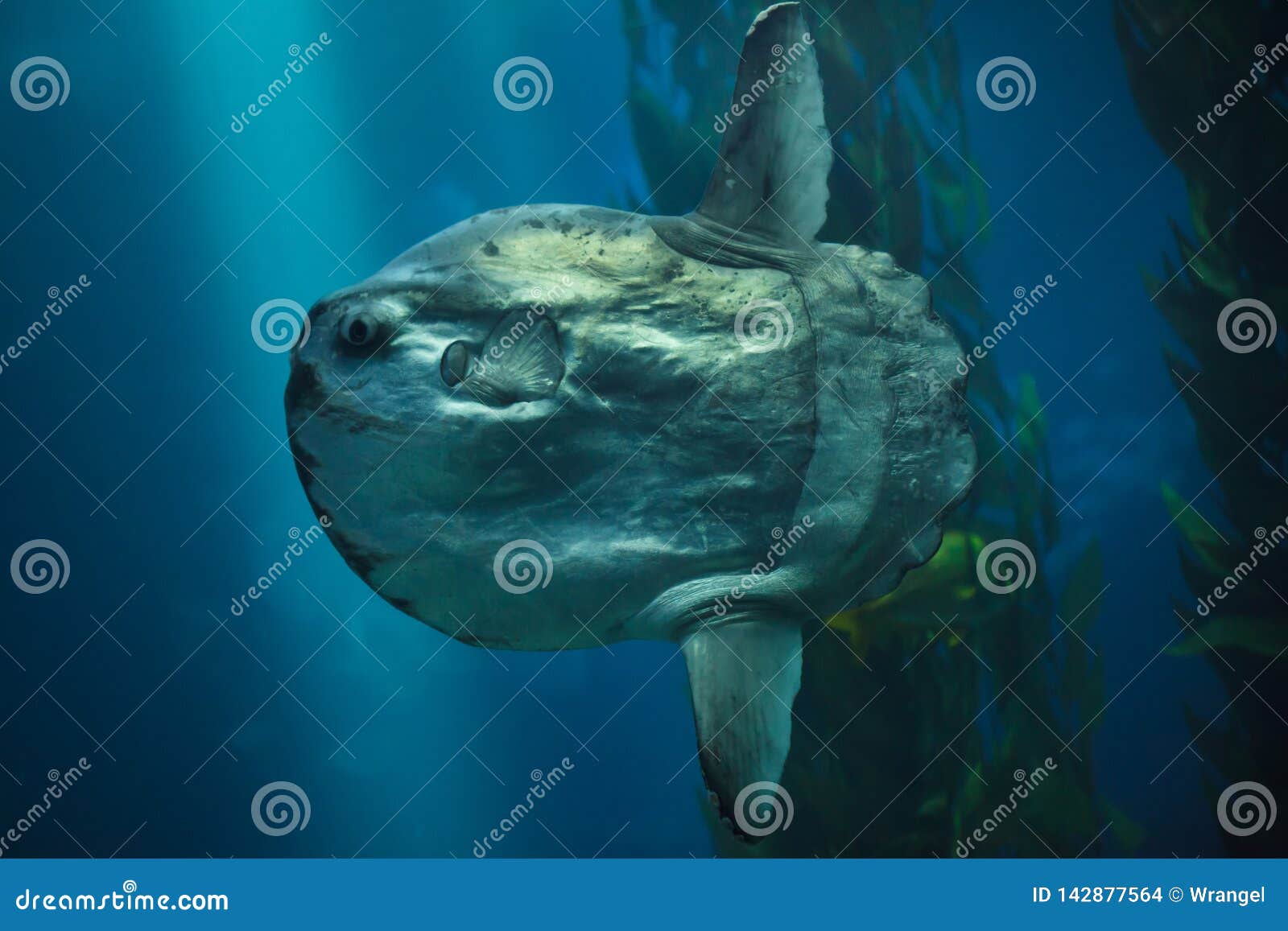 Ocean sunfish Mola mola stock photo. Image of common - 142877564