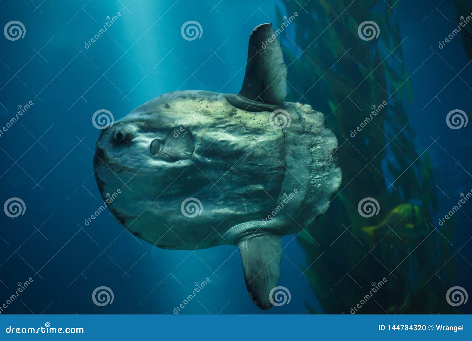 Ocean sunfish Mola mola stock photo. Image of heaviest - 144784320
