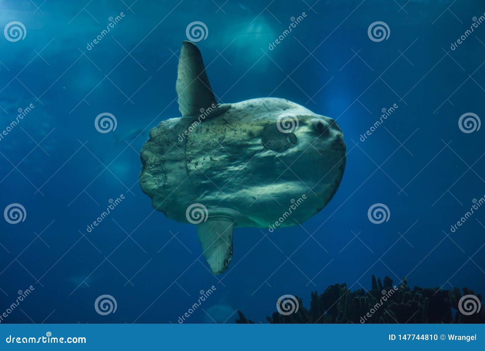 Ocean sunfish Mola mola stock photo. Image of elegans - 147744810