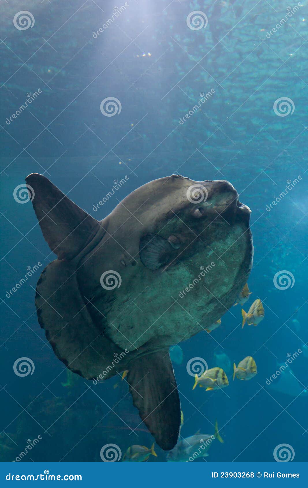 Ocean sunfish (Mola mola) stock photo. Image of huge - 23903268
