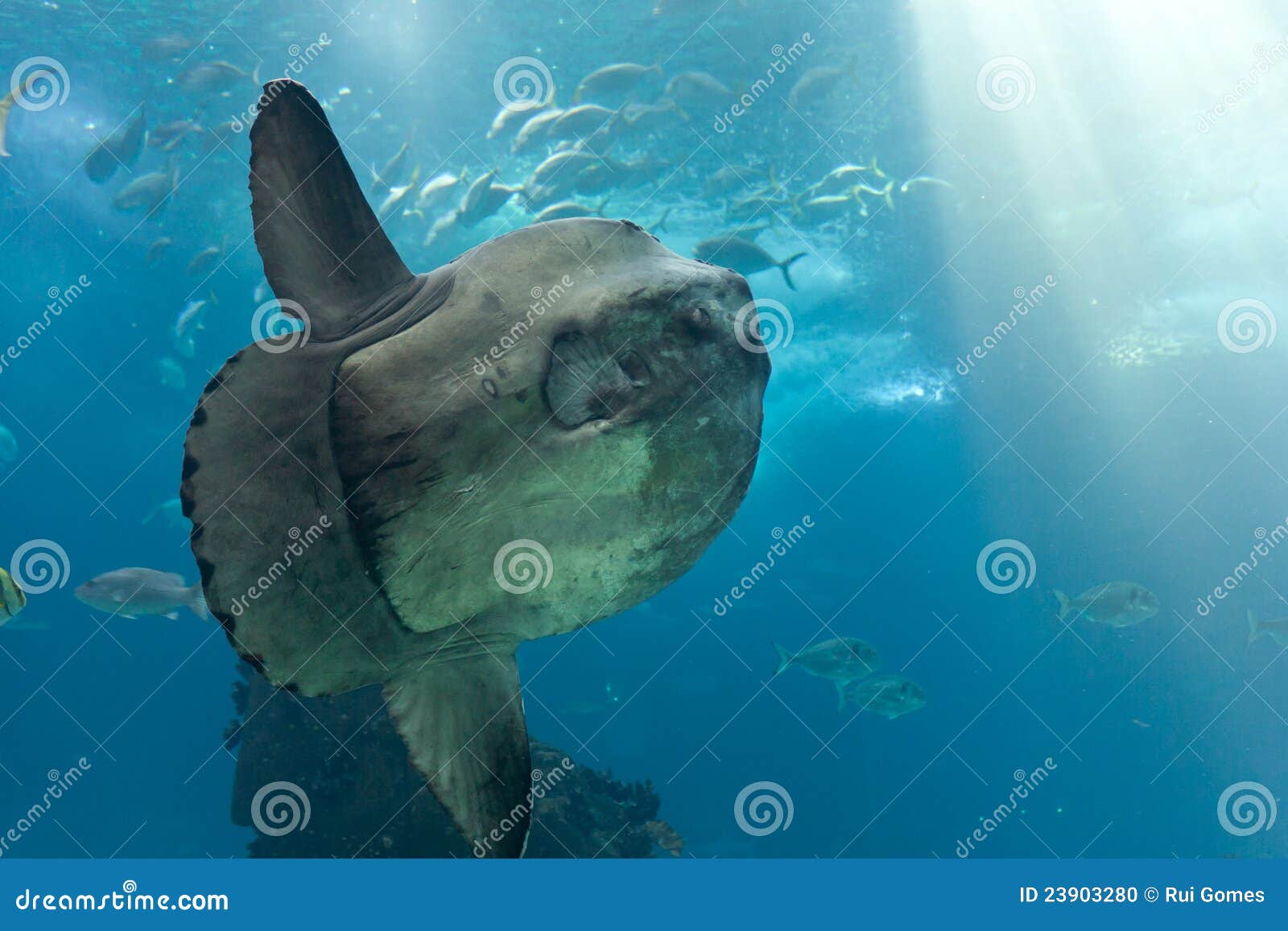 Ocean sunfish (Mola mola) stock photo. Image of oceanarium - 23903280