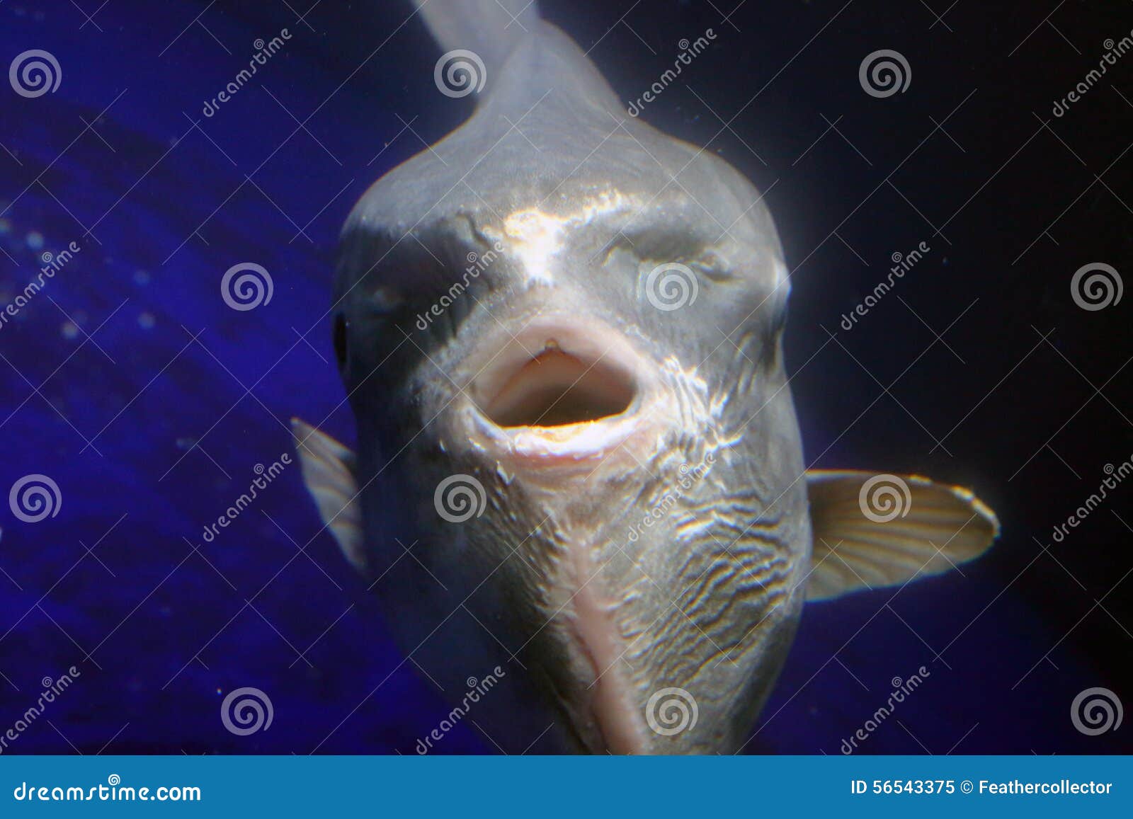 Ocean sunfish (Mola mola) stock image. Image of background - 56543375