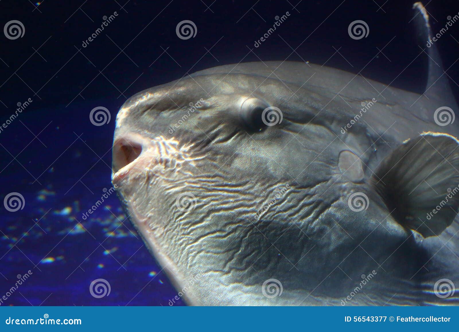Mola Mola Pacific Sun Fish Royalty-Free Stock Image | CartoonDealer.com ...