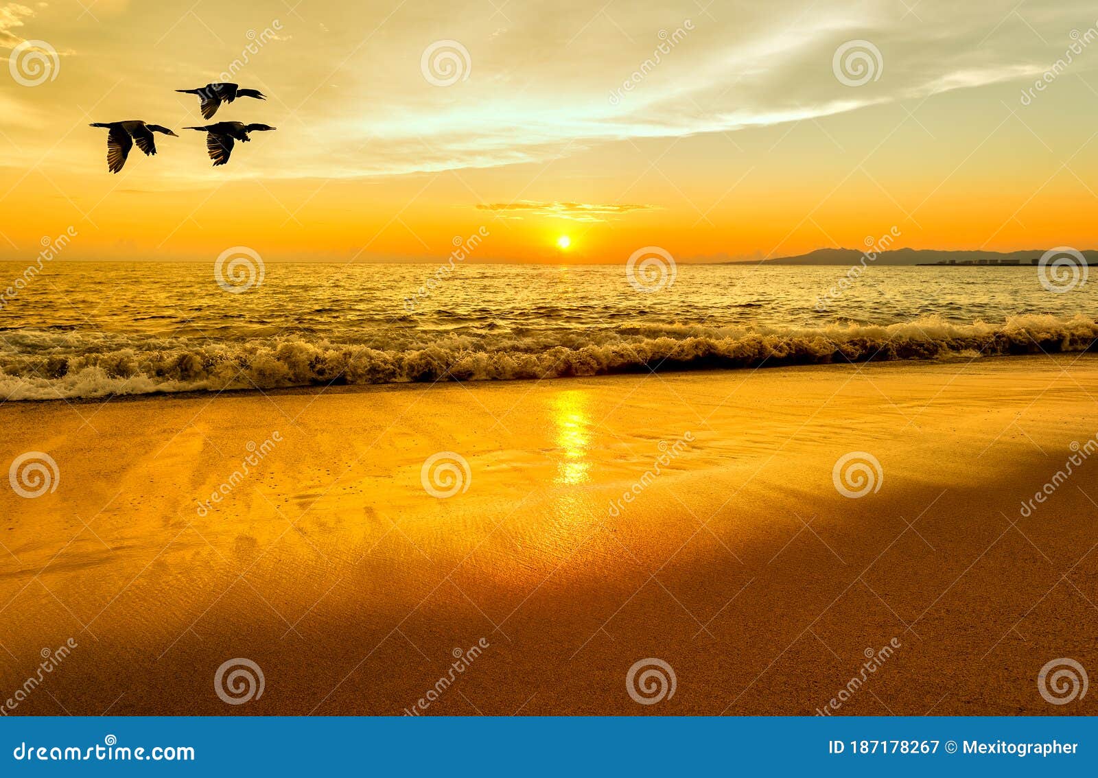 Ocean Sunset Birds stock image. Image of sunlight, sunset - 187178267