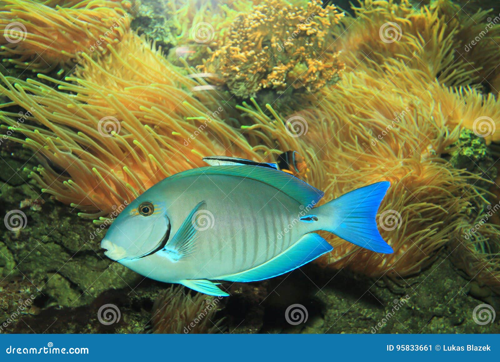 Ocean surgeon stock image. Image of surgeonfish, bahianus - 95833661