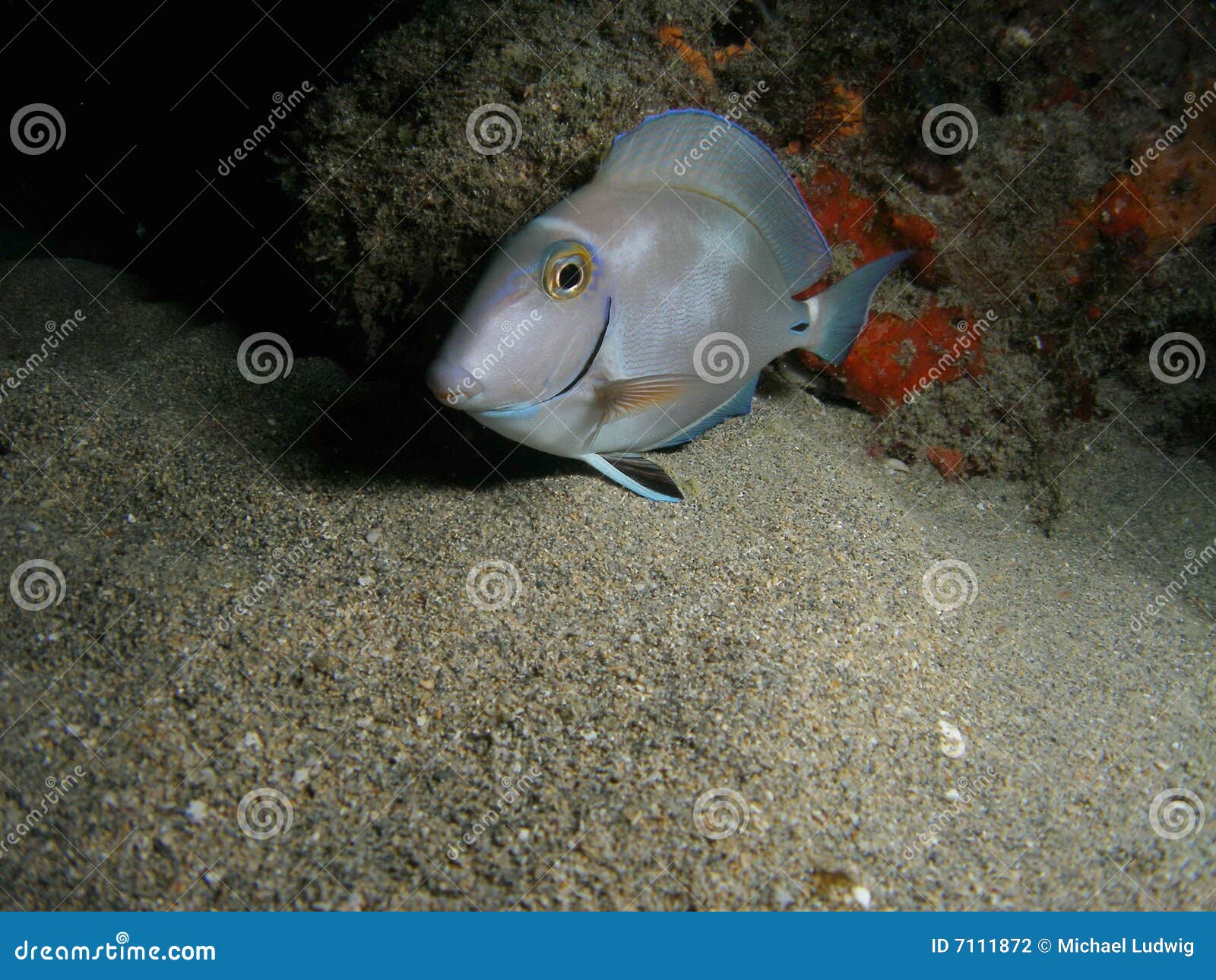 Ocean Surgeonfish stock photo. Image of colourful, exotic - 7111872