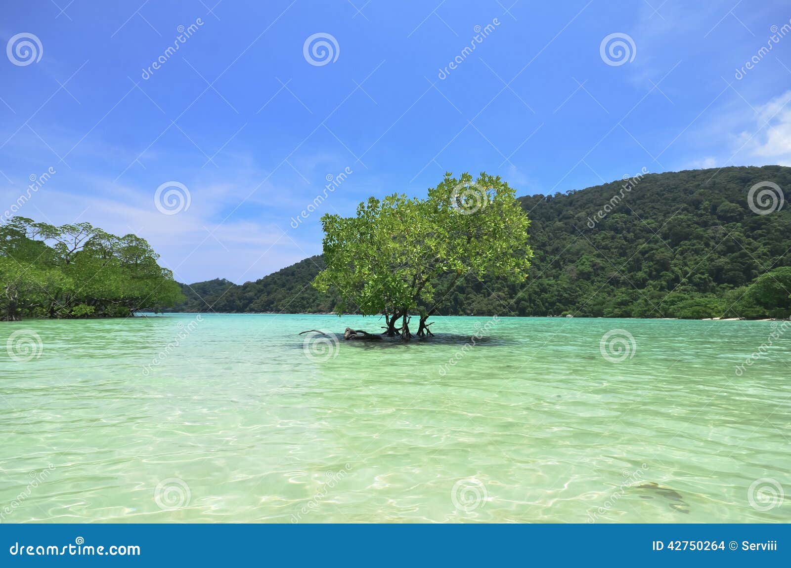 Ocean tree scene stock photo. Image of recreational, horizontal - 42750264