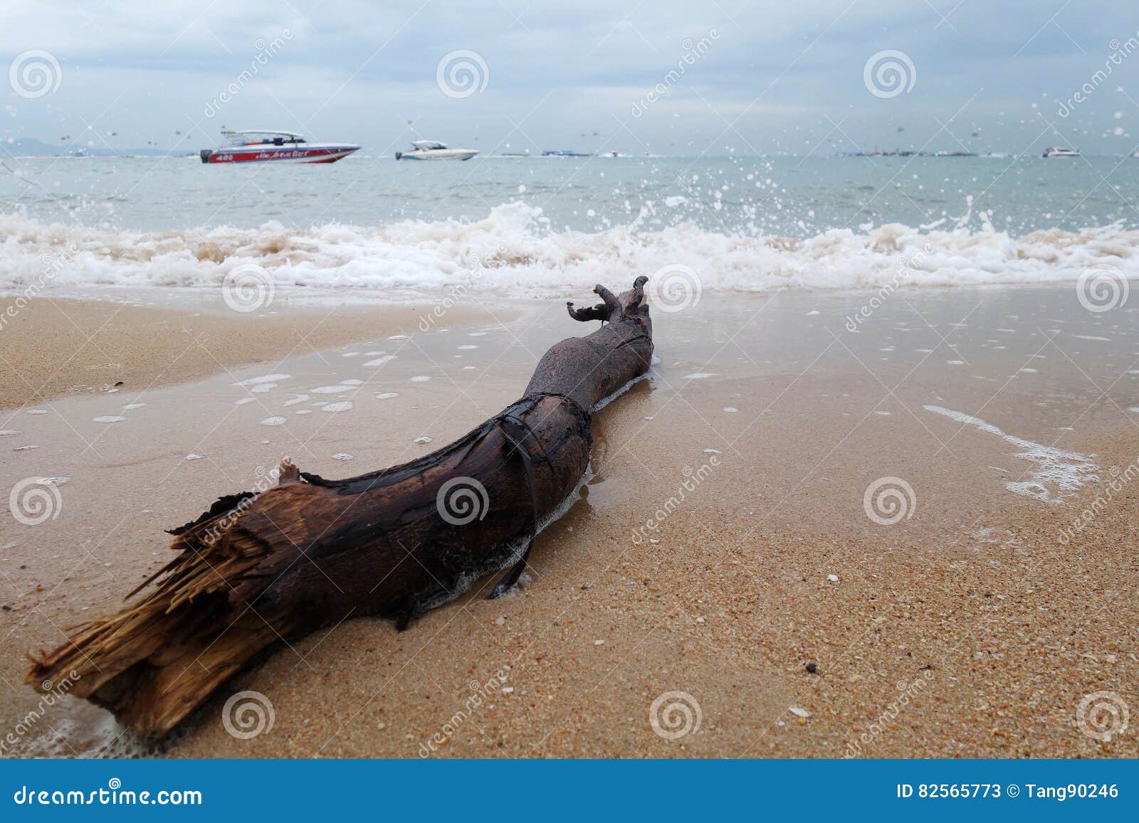 Ocean Tree Timber on the Beach Stock Image - Image of plant, stump ...