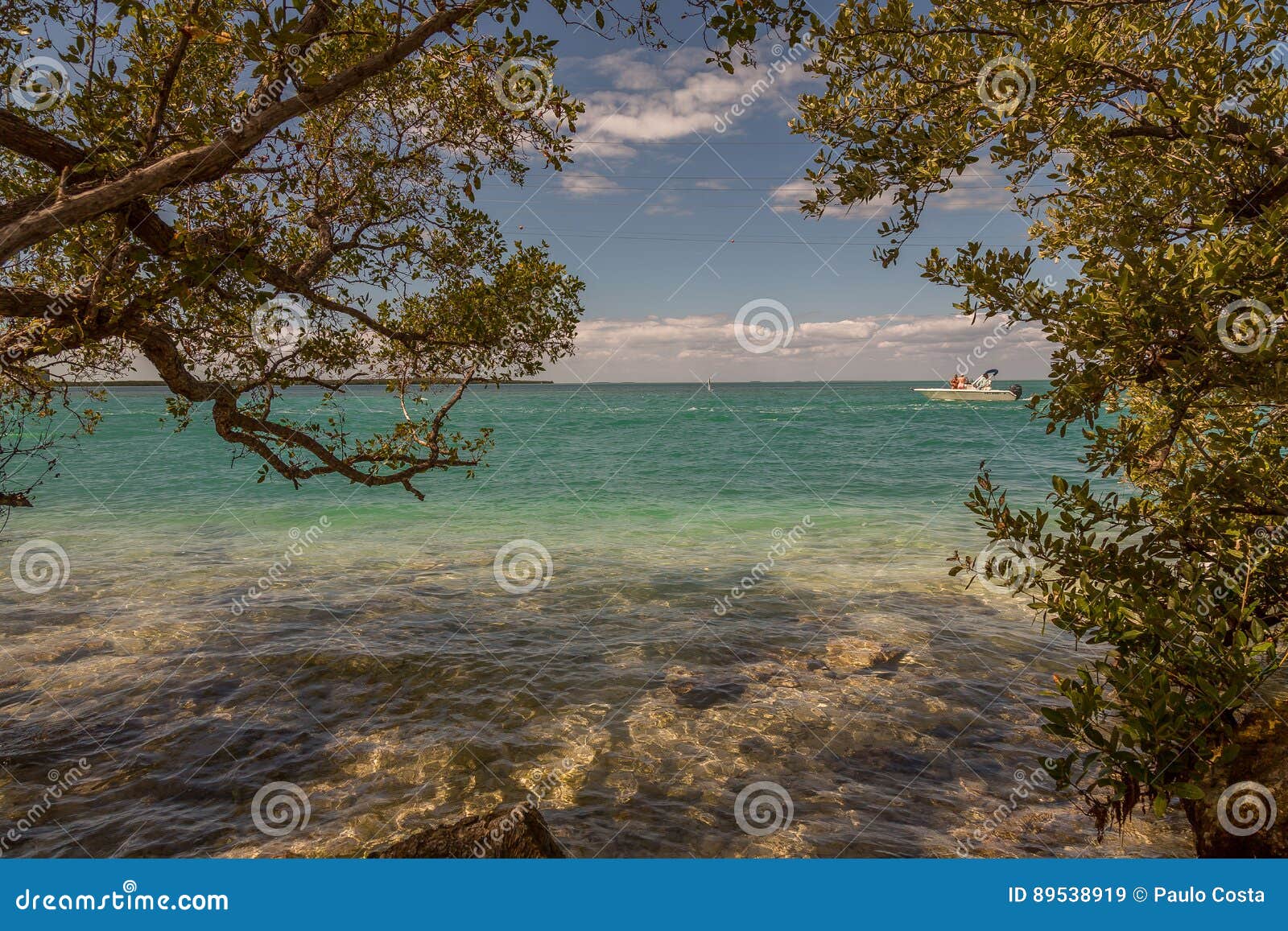 Ocean Trees stock image. Image of beautiful, miami, peaceful - 89538919