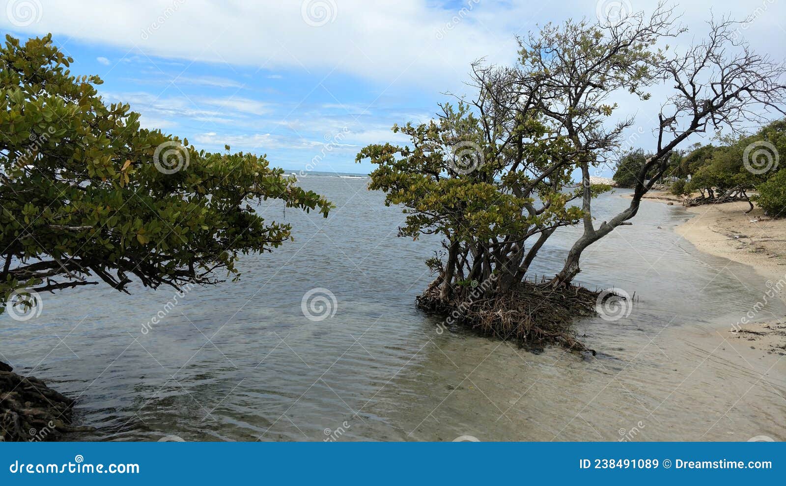 Ocean and Trees in Ponce Puerto Rico Stock Image - Image of landscape ...