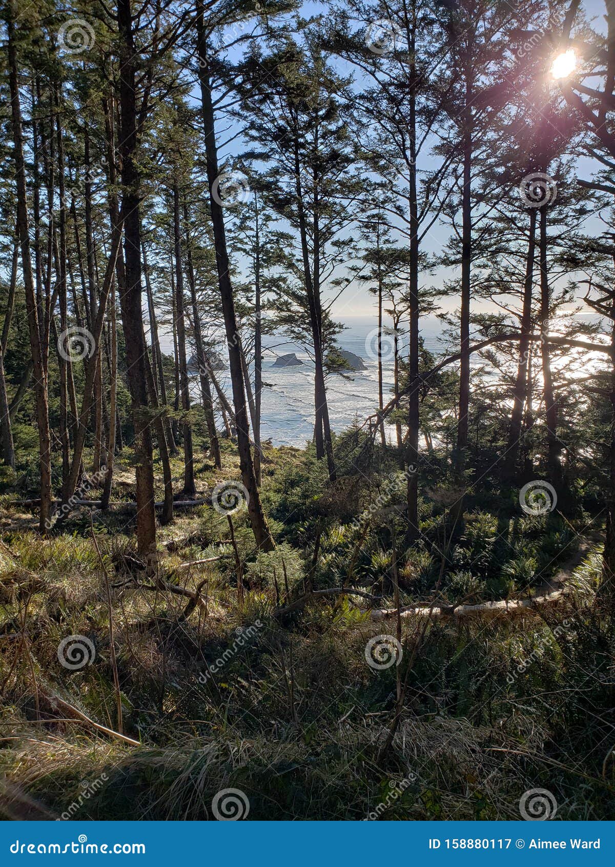 Ocean through the trees stock image. Image of seaside - 158880117