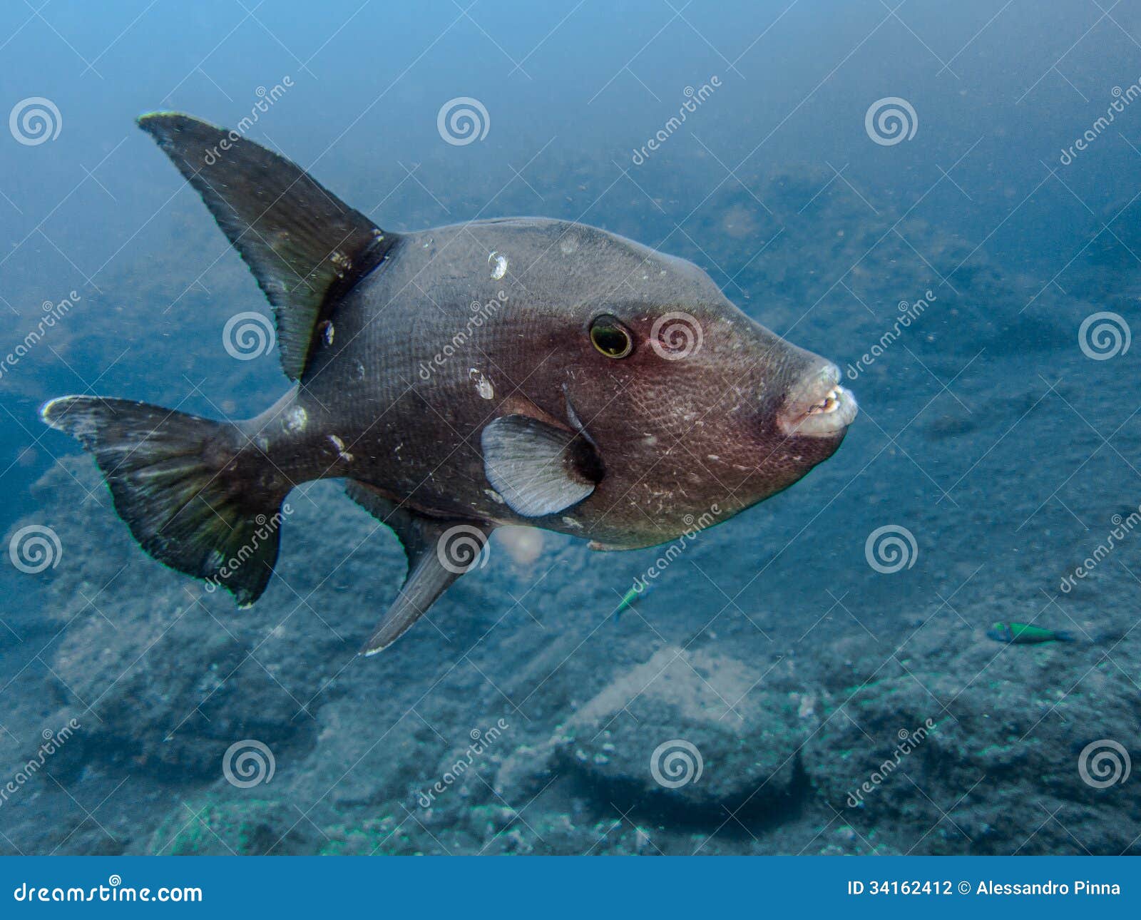 Ocean Triggerfish