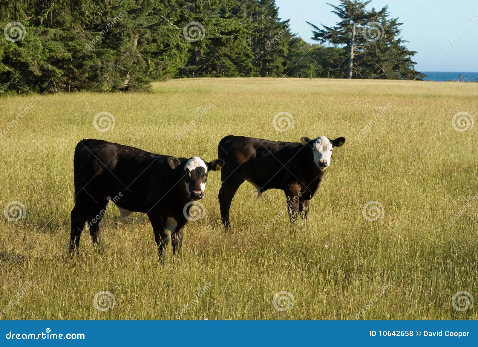 Ocean view cows stock photo. Image of outdoors, cows - 10642658