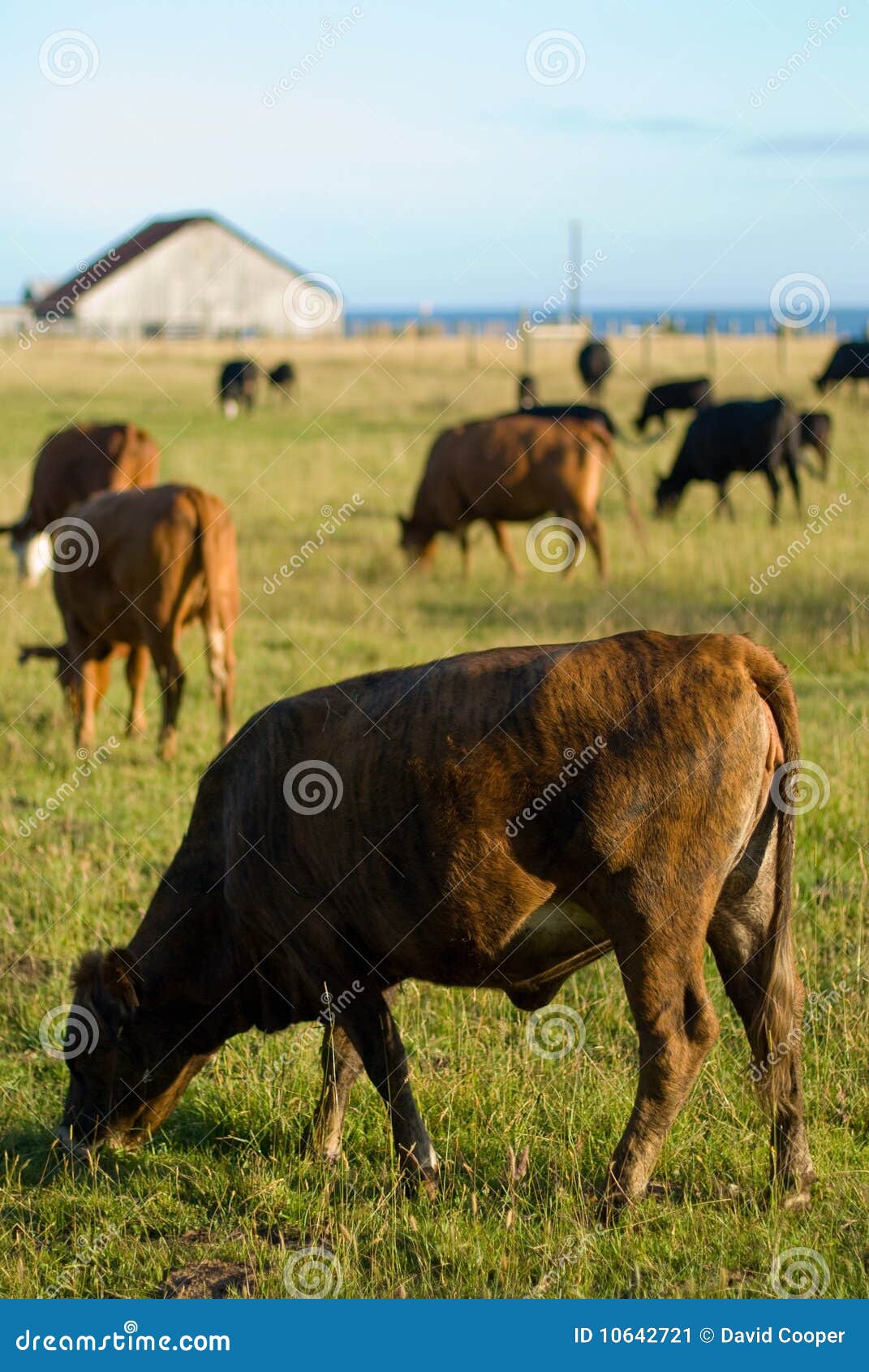 Ocean view cows stock image. Image of landscape, norte - 10642721