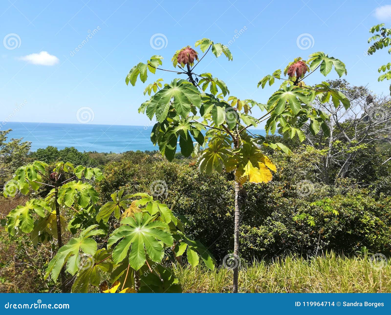 Sea through the forest stock photo. Image of jungle - 119964714