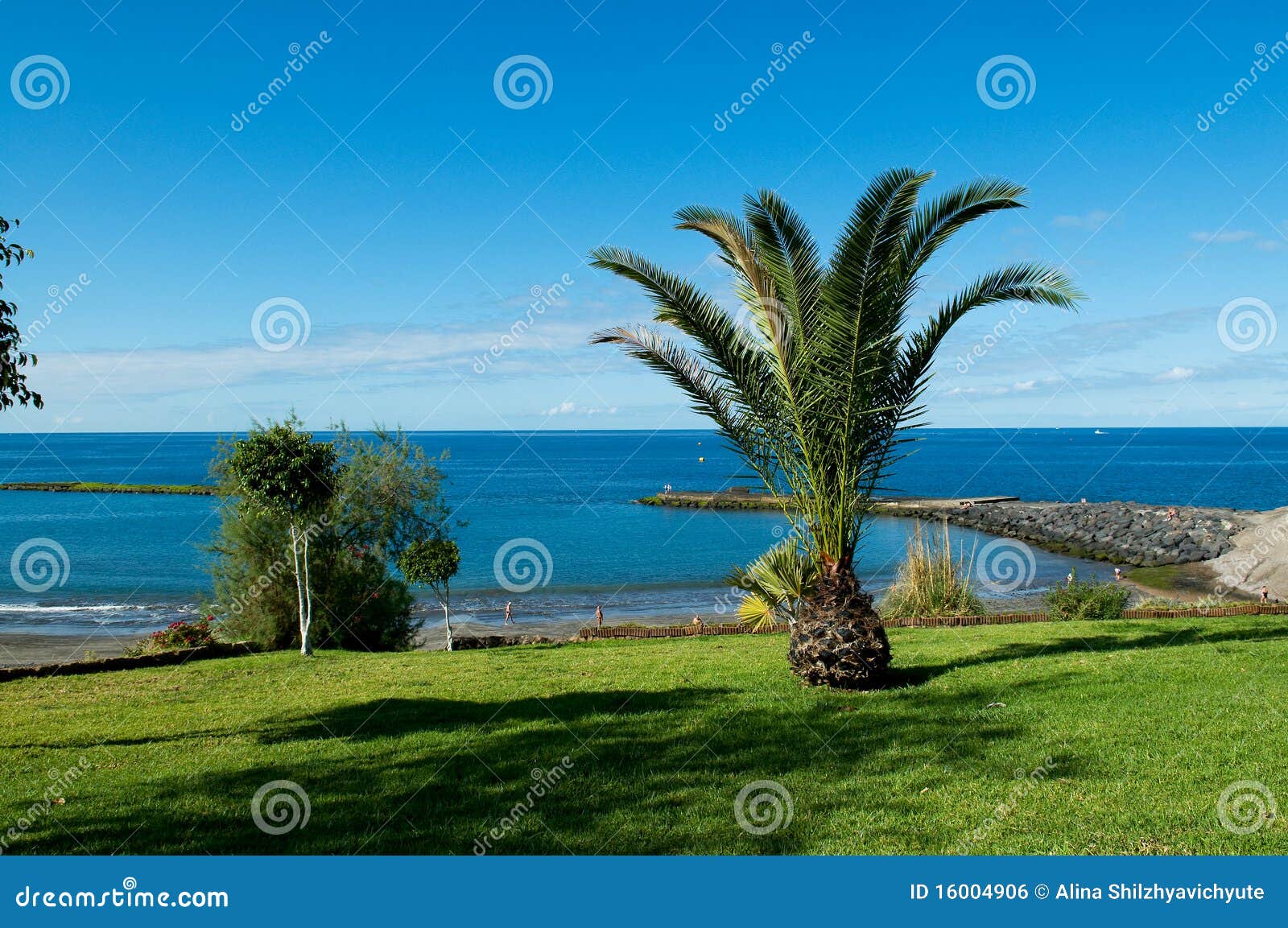 Ocean view with palm tree stock photo. Image of green - 16004906