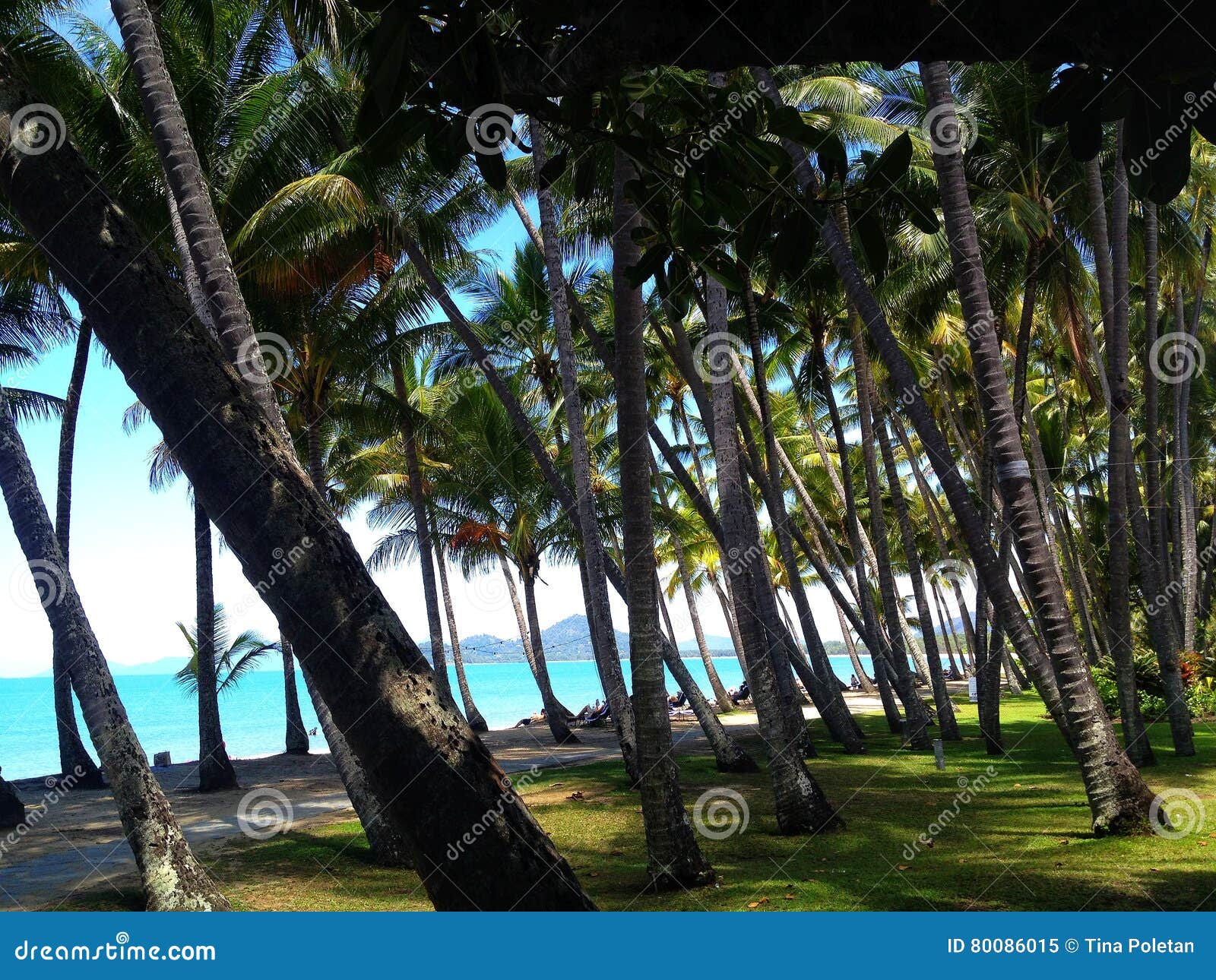 Ocean view and palm trees stock image. Image of leaf - 80086015