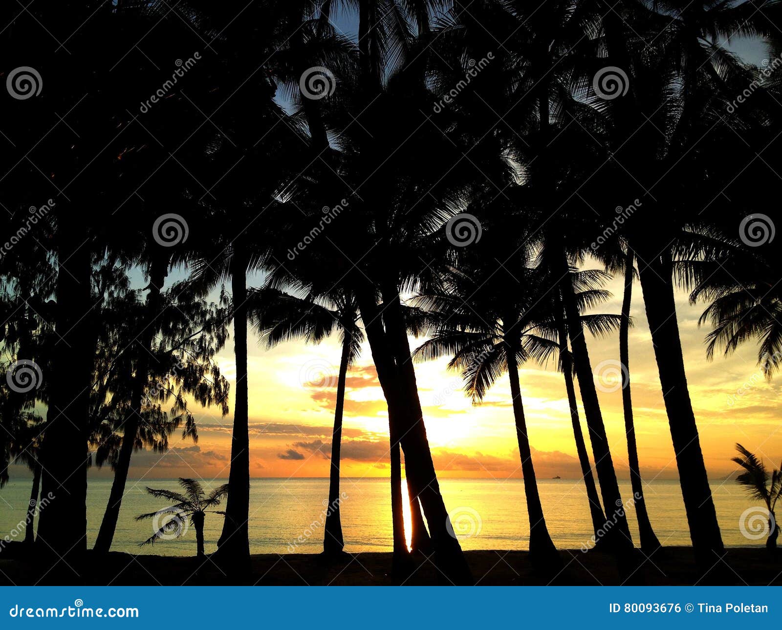 Ocean view and palm trees stock photo. Image of macro - 80093676