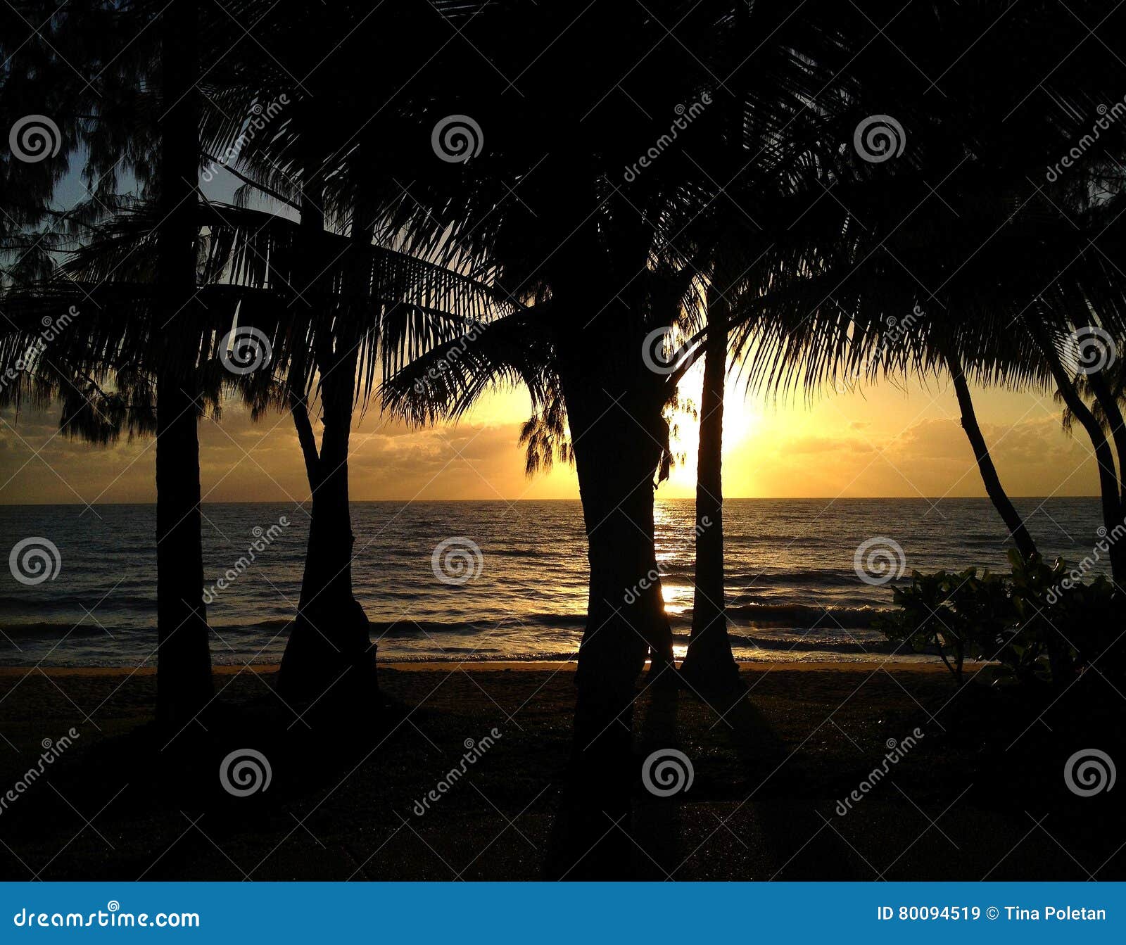 Ocean view and palm trees stock image. Image of fresh - 80094519