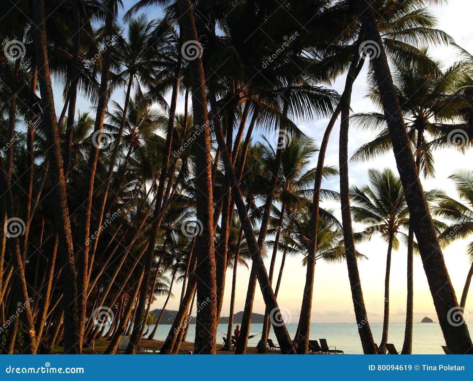Ocean view and palm trees editorial stock image. Image of healthy ...