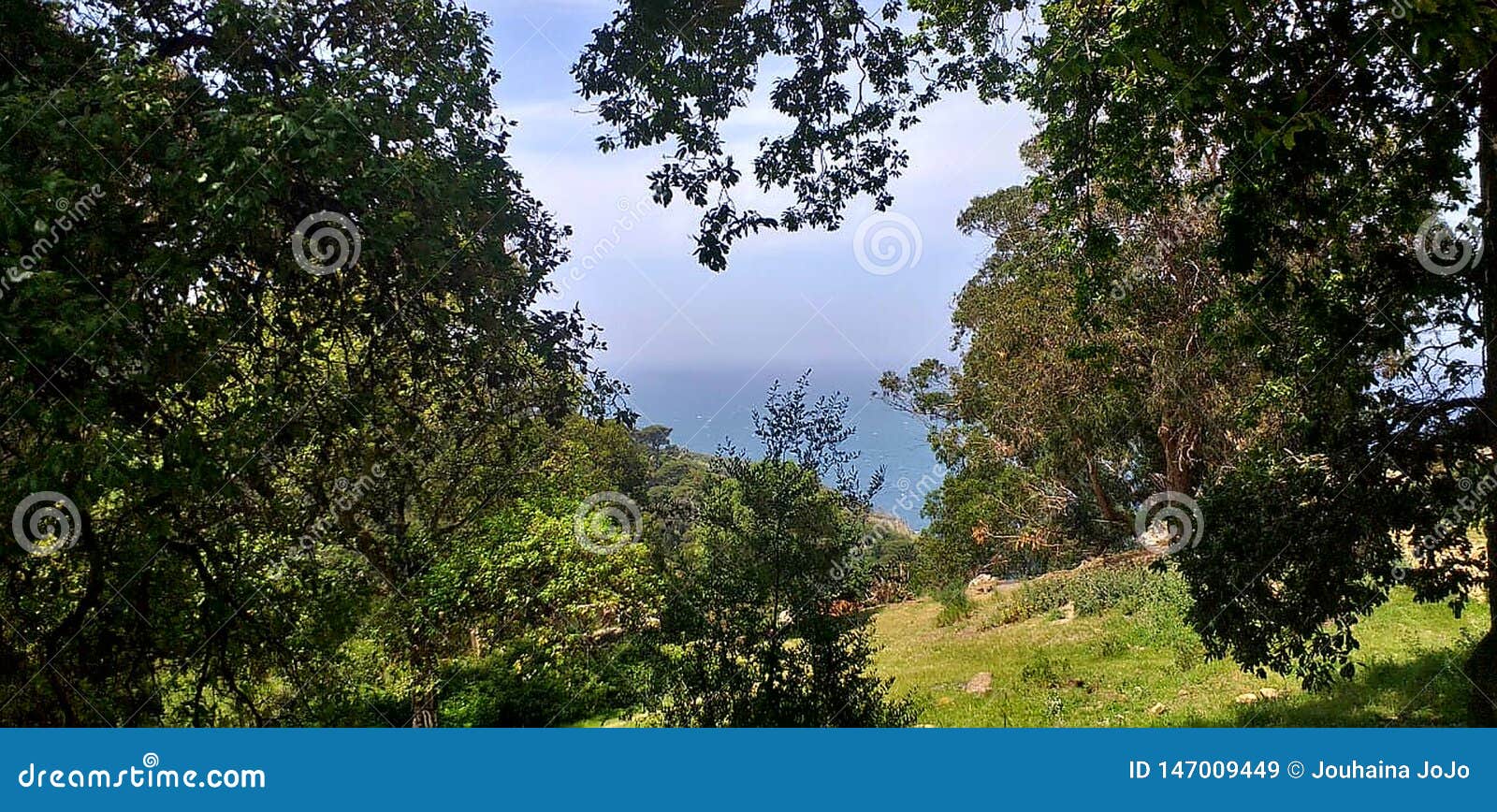 Ocean View Surrounded with Trees in the Forest Stock Image - Image of ...