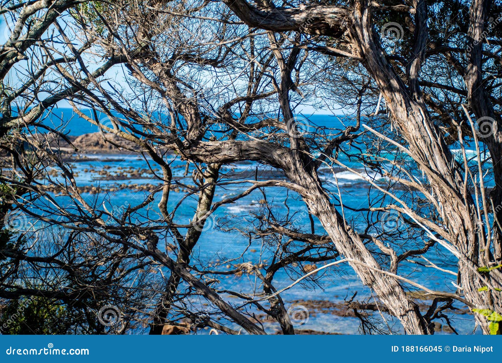 Ocean View through the Tree Branches Stock Image - Image of surf ...