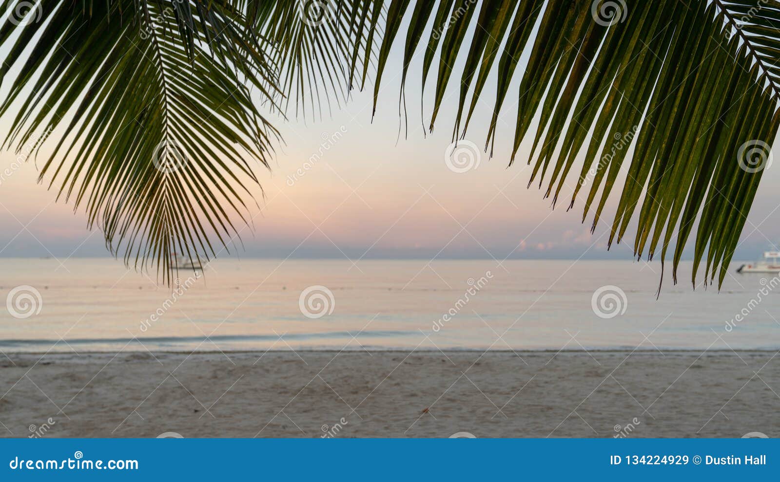 Ocean View from Under a Palm Tree Stock Image - Image of mile, blue ...