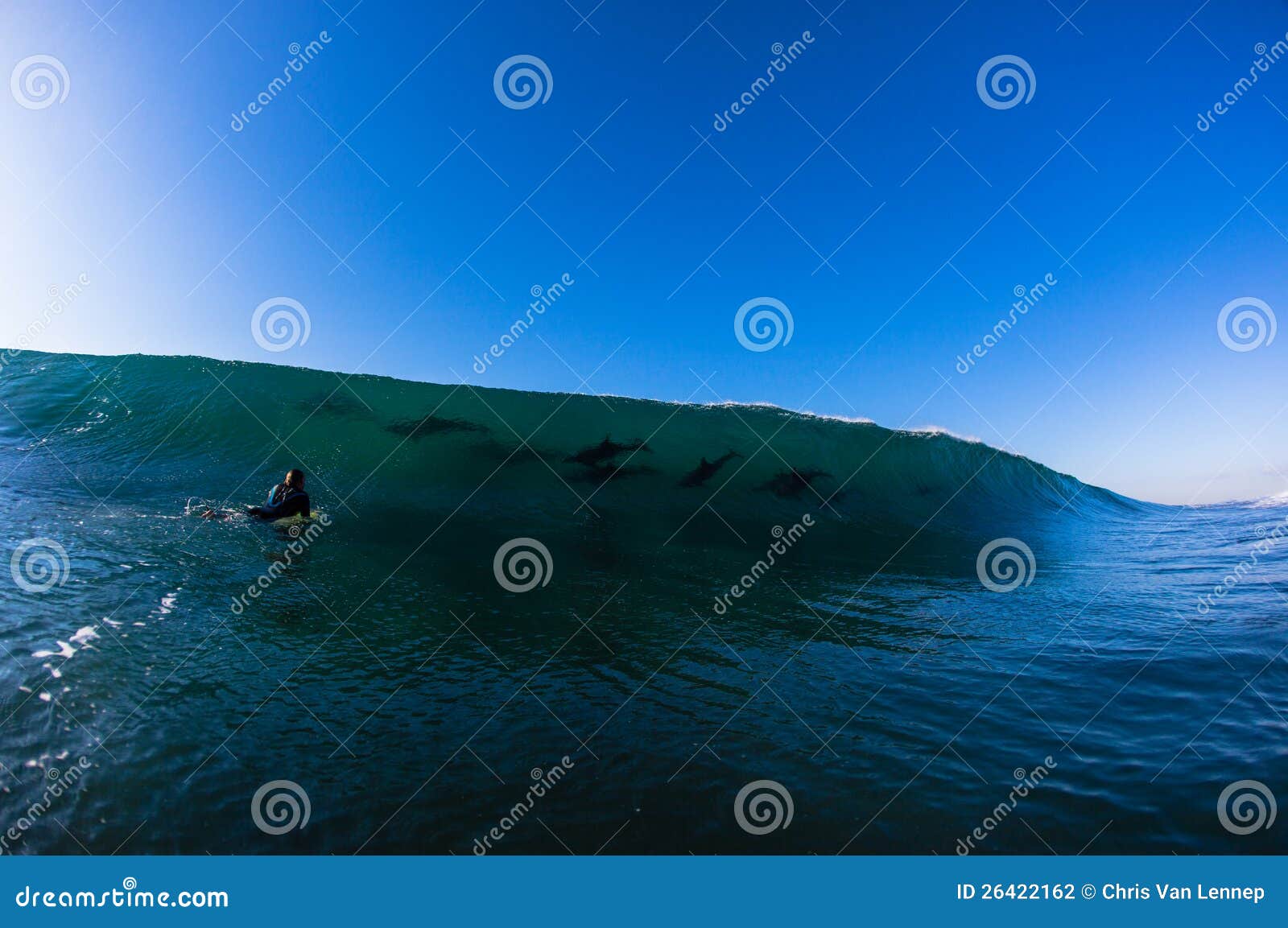 Ocean Wave Dolphins Surfer editorial photography. Image of swimming ...