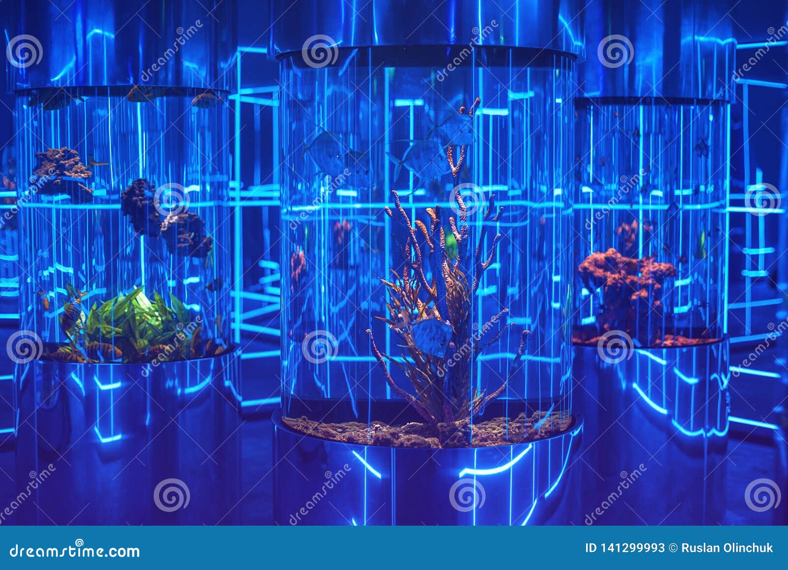 Oceanarium interior photo stock image. Image of coral - 141299993
