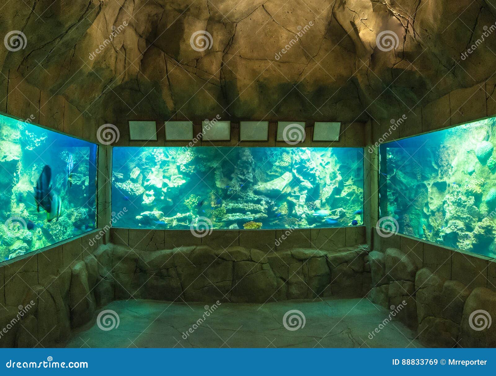 Oceanarium stock image. Image of aquariums, underwater - 88833769