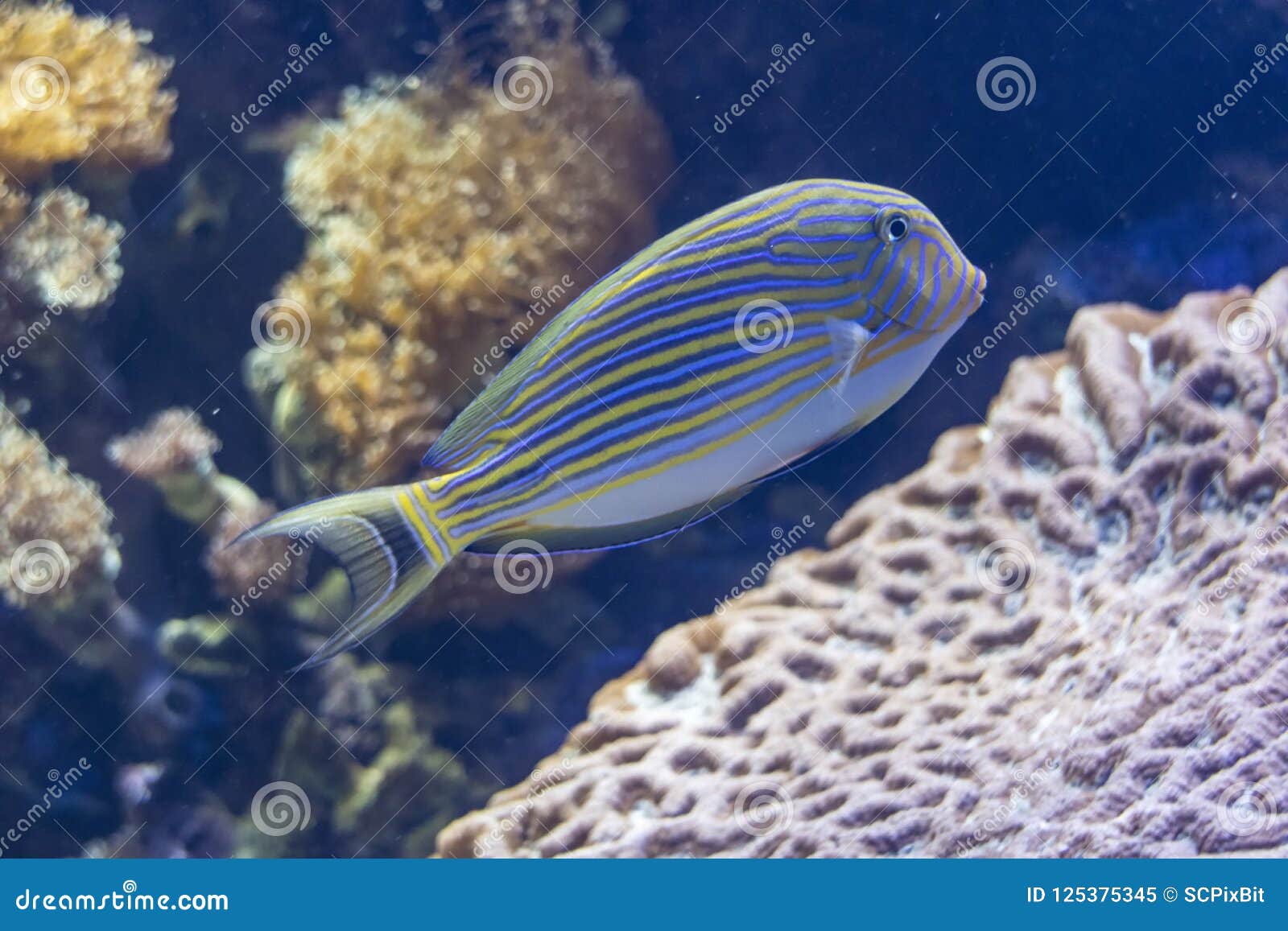 Colored Fish Top View Pond In The Park, Fancy Fish Sur Royalty-Free ...