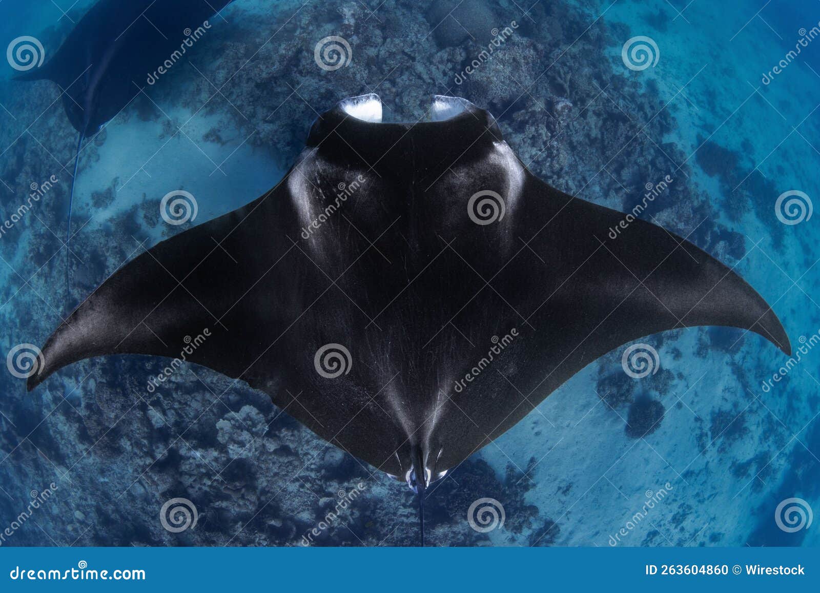 Oceanic Manta Ray (Mobula Birostris) Under the Ocean Stock Photo ...