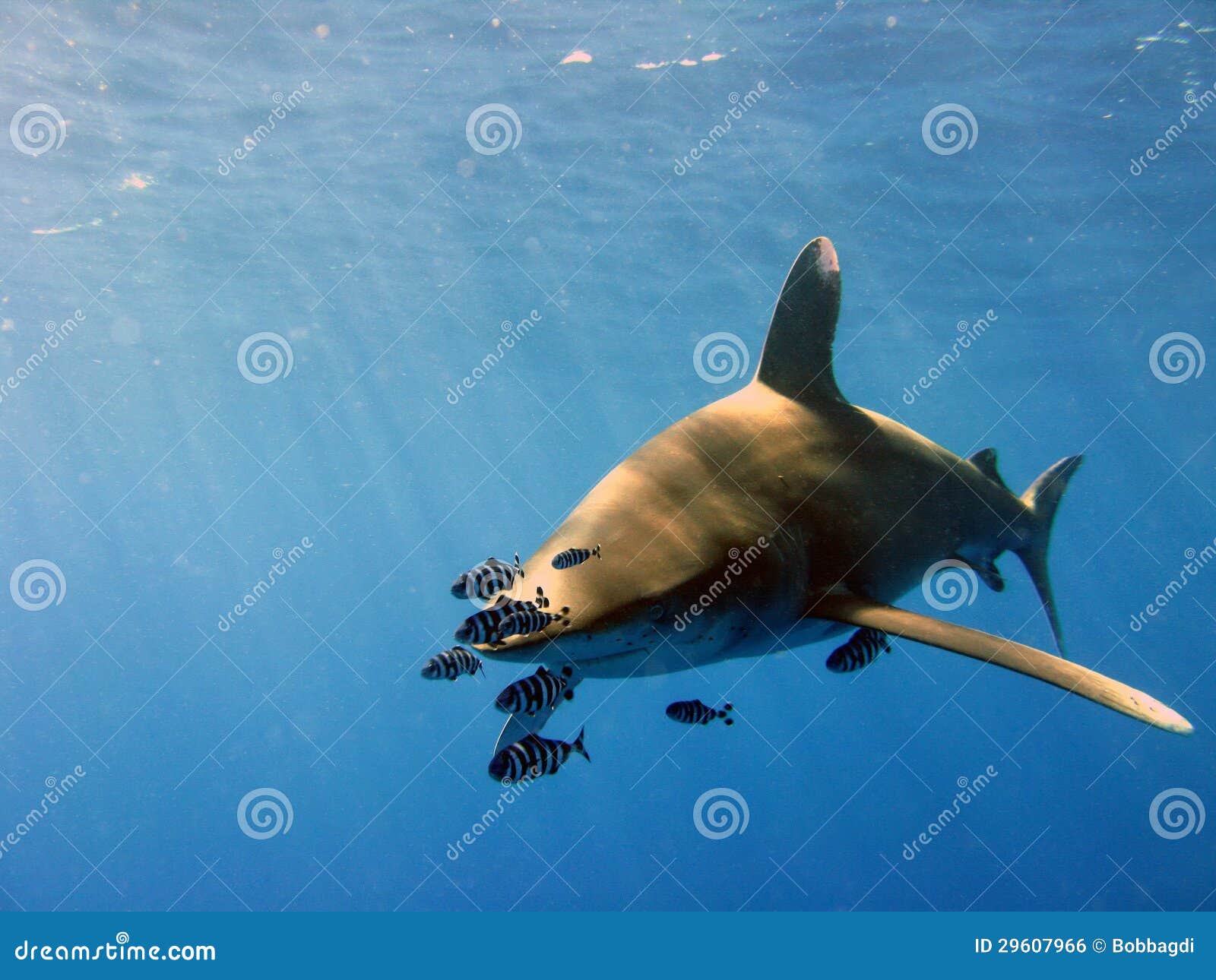 Oceanic White Tip stock photo. Image of water, marsa - 29607966