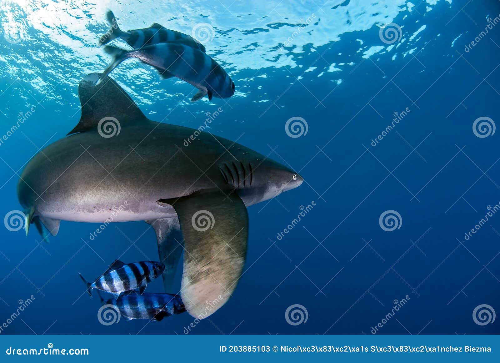 Oceanic White Tip Shark Carcharinus Longimanus Turning Stock Image ...
