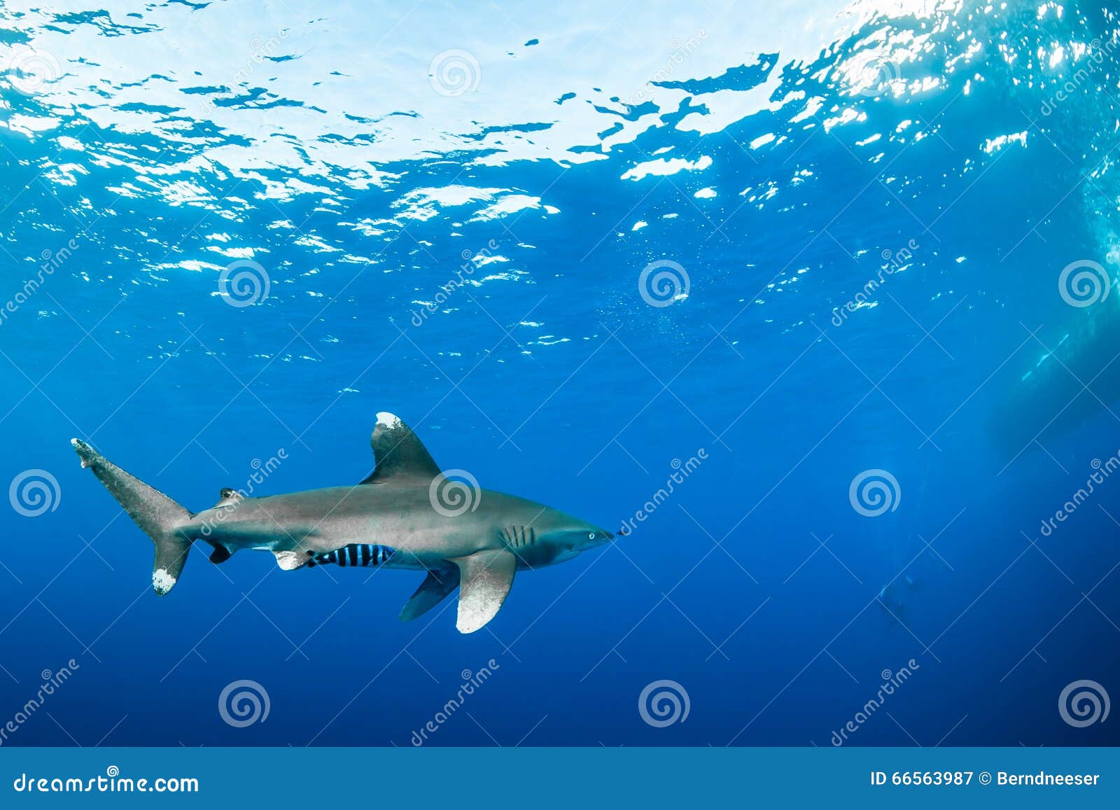 Oceanic Whitetip Shark Approaching Divers Stock Image - Image of ...